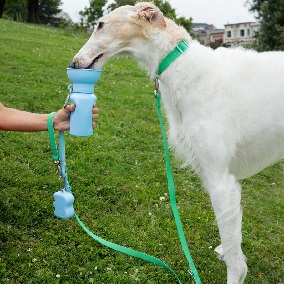 Dog Water Bottles – Springland Pets Wholesale